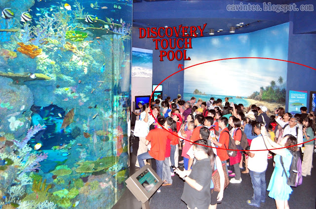 Entree Kibbles: Discovery Touch Pool @ S.E.A Aquarium [Resort World ...